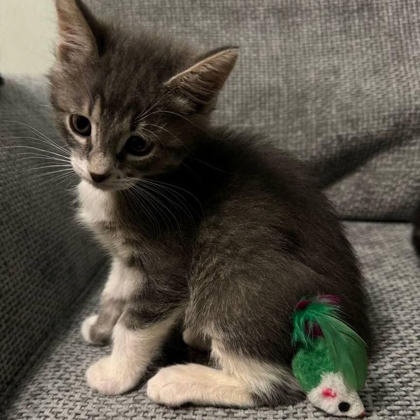 Котёнок в добрые руки