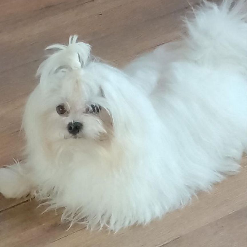 Мальтийская болонка, взрослый пёс