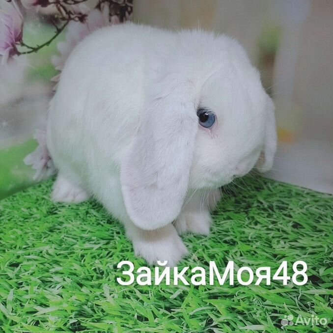 Минилоп