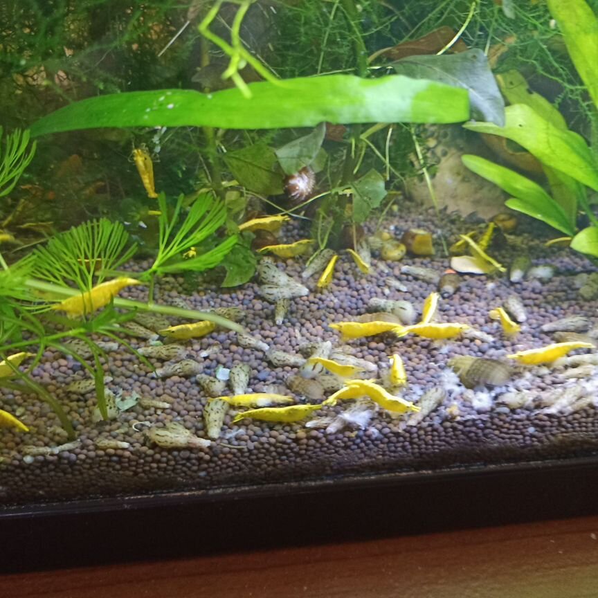 Креветки и рыба