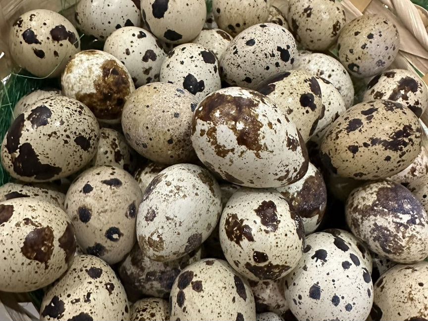 Инкубационное и пищевое яйцо перепелок