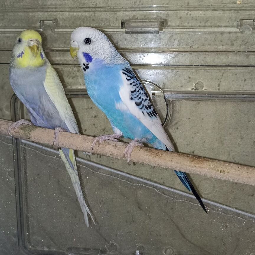 Волнистый попугай пара