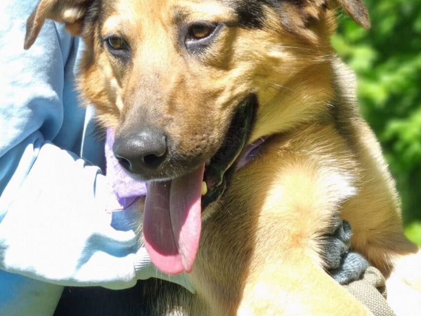 Пёс Рэм ищет дом