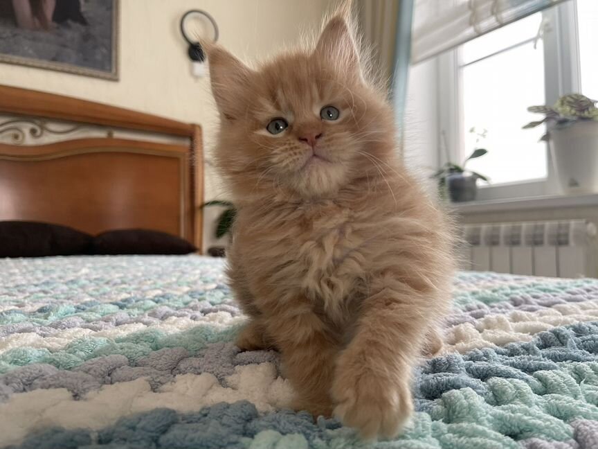 Котик мейн кун красный солидный