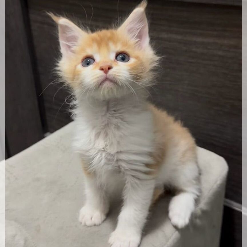 Мейн-кун котёнок