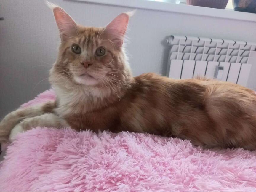 Огромные Мейн Кунята