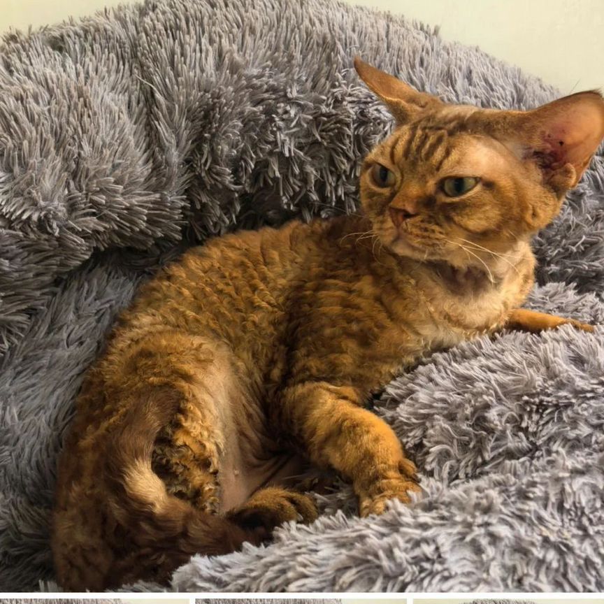 Девон-рекс, взрослый кот