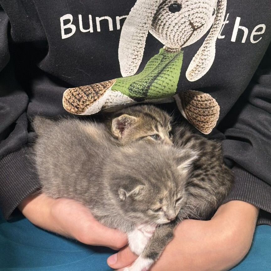 Котята в добрые руки бесплатно