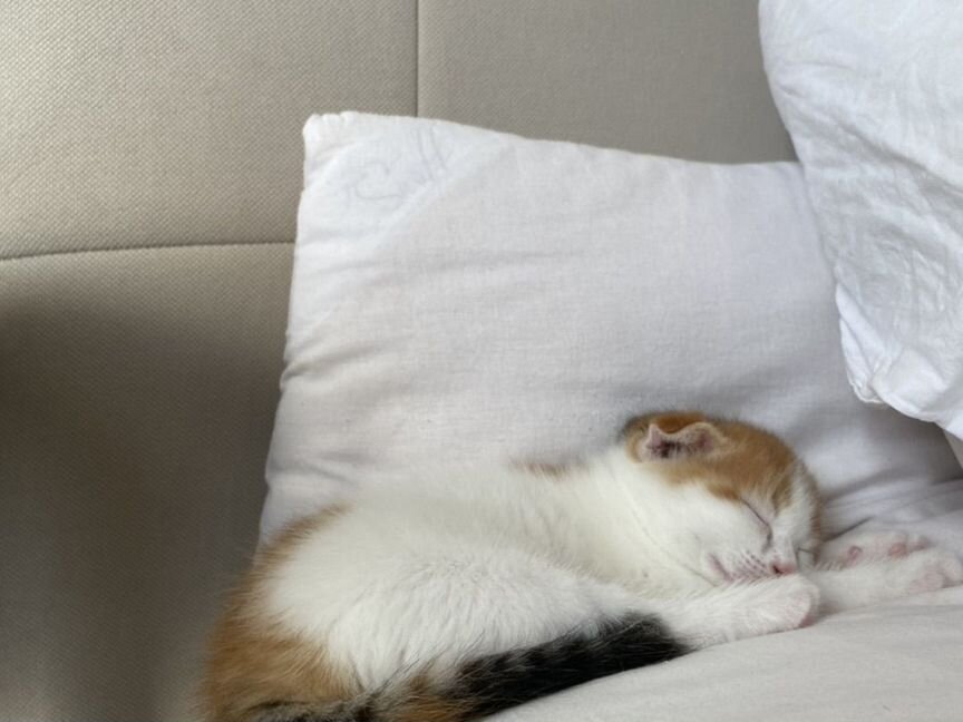 2 милые кошечки