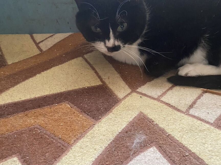 Кошка/кот в дар