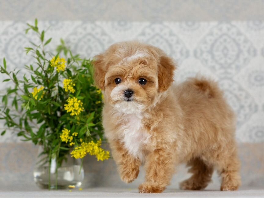 Мальтипу f1 мини Корея Китай