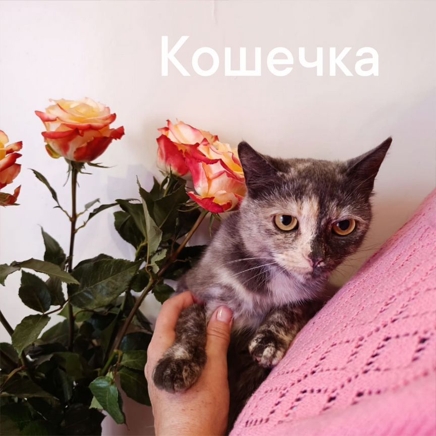 Кошка и котята