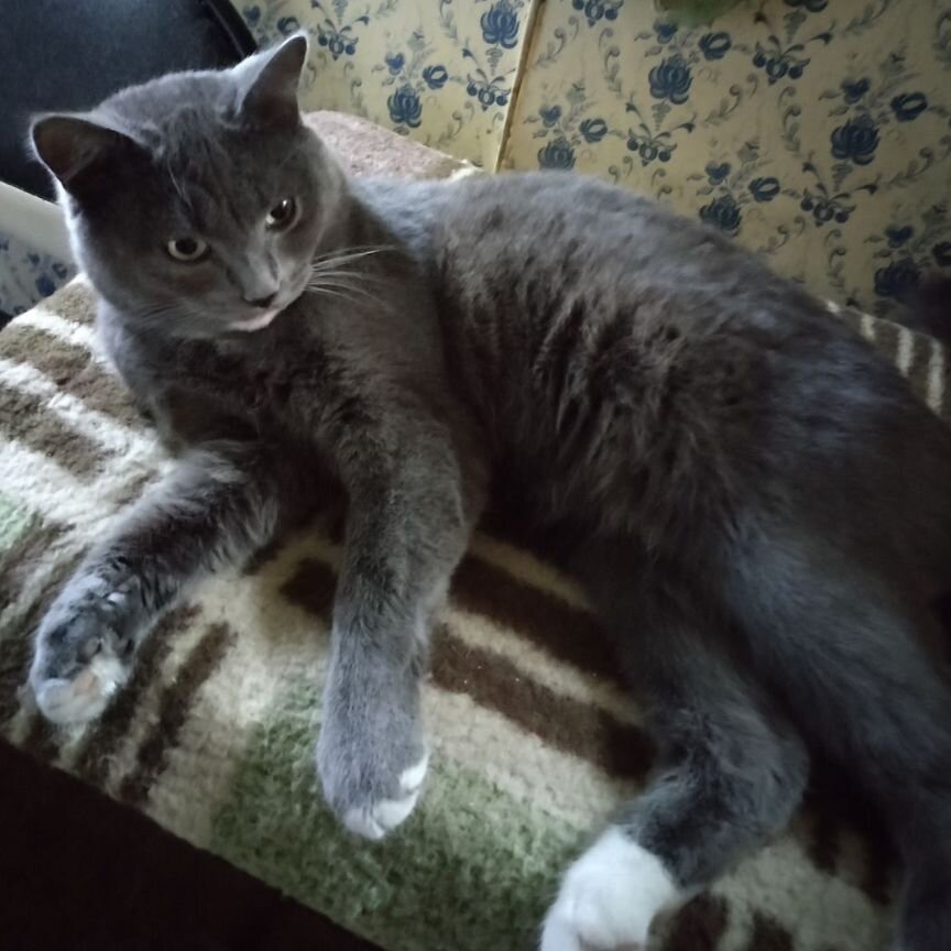 Взрослая кошка в добрые руки