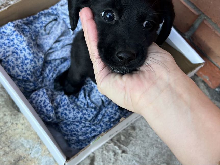 Щенок в добрые руки бесплатно