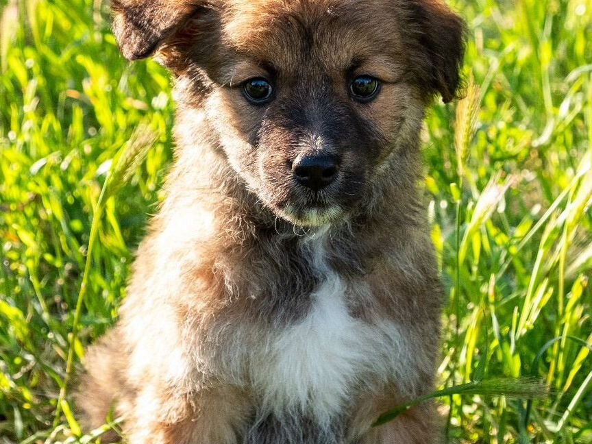 Милая девчоночка в дар