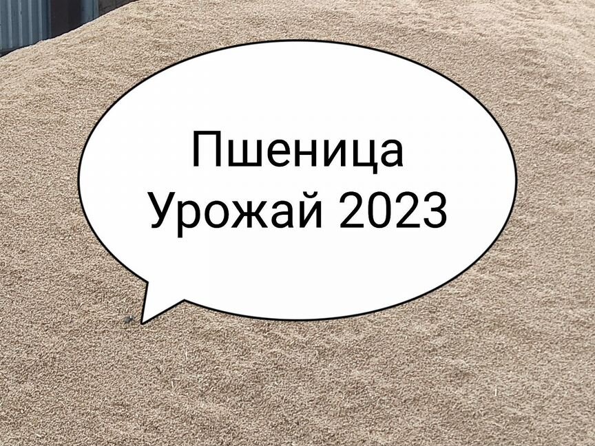 Пшеница 2023
