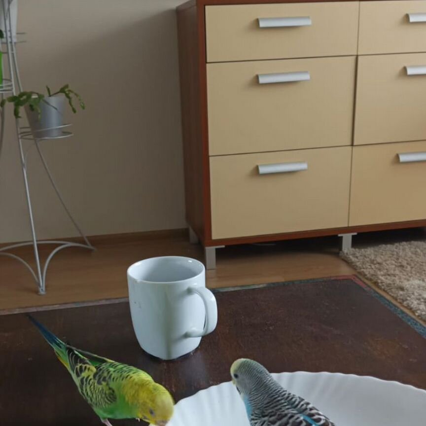 Волнистый попугай с клеткой