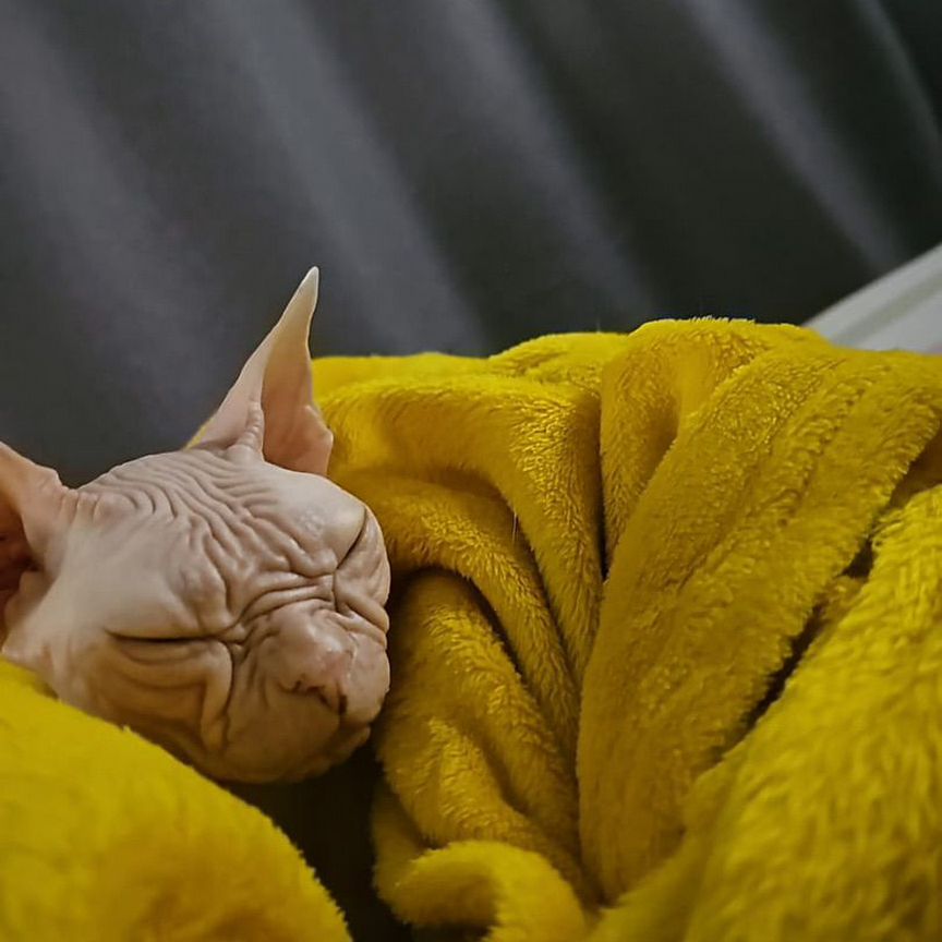 Канадский сфинкс