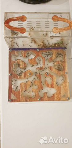 Муравьиная ферма