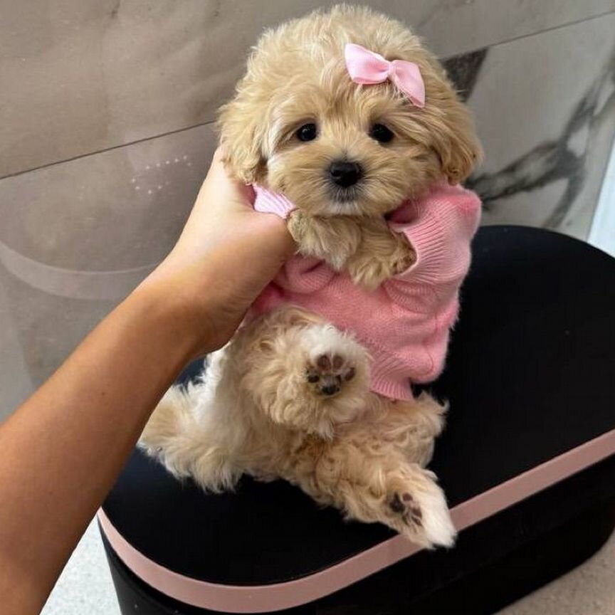 Мальтипу, щенок