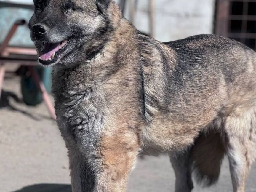 Джорджи жертва человеческой жестокости