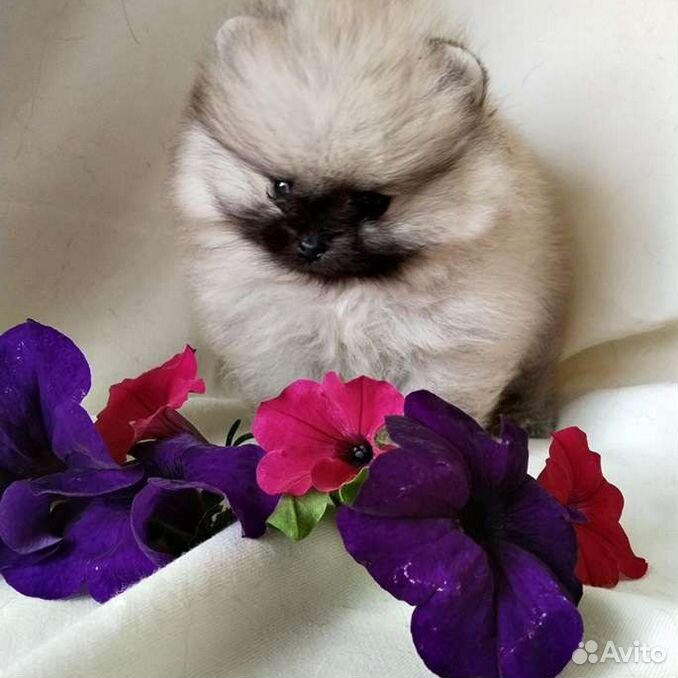 Мини "мишки" померанского шпица детишки