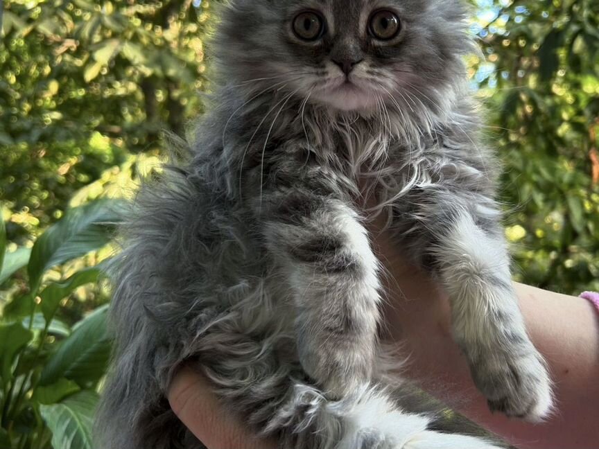 Шотландские котята