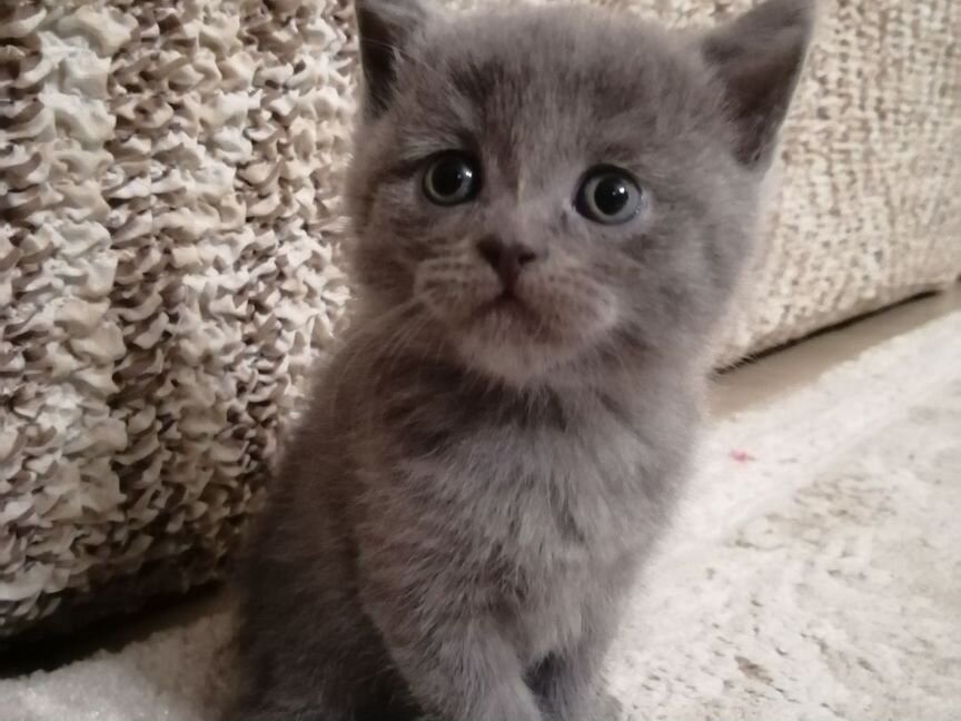 Британские котятки