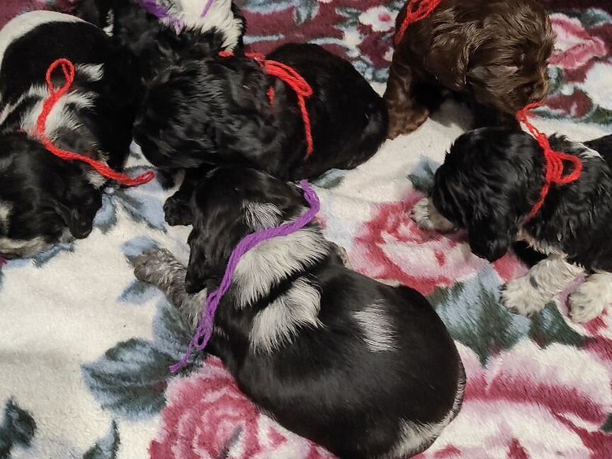 Щенки русского спаниеля