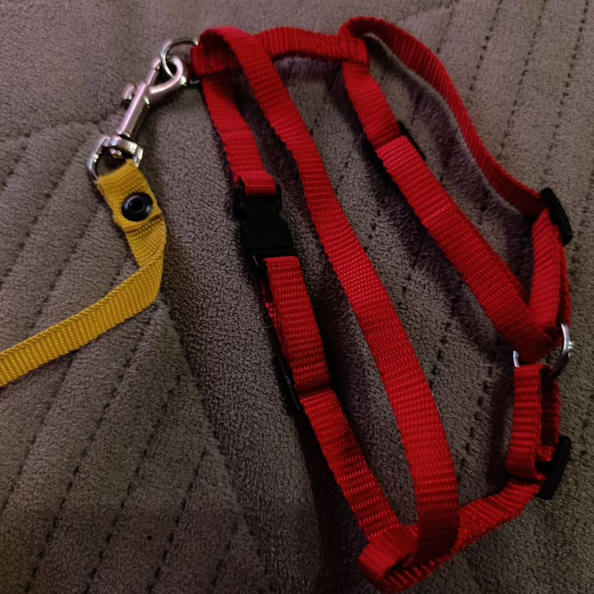 Шлейка с поводком для кошки