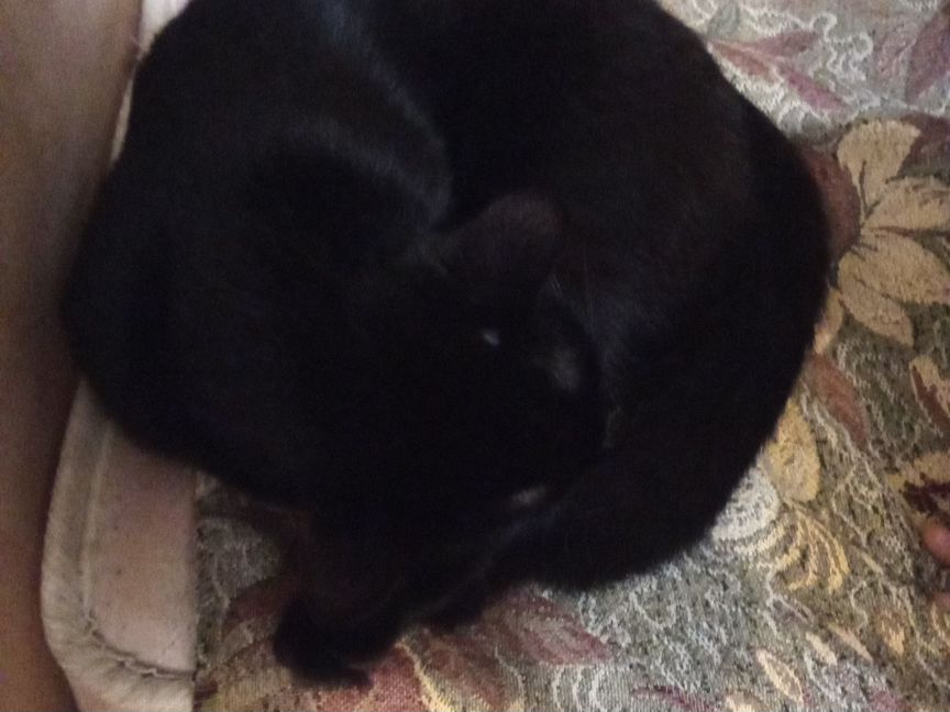 Кот который исполняет все желание