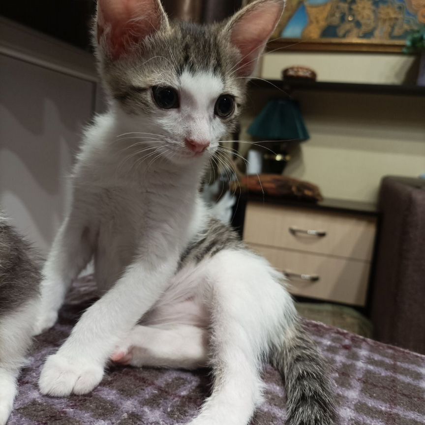Котики маленькие