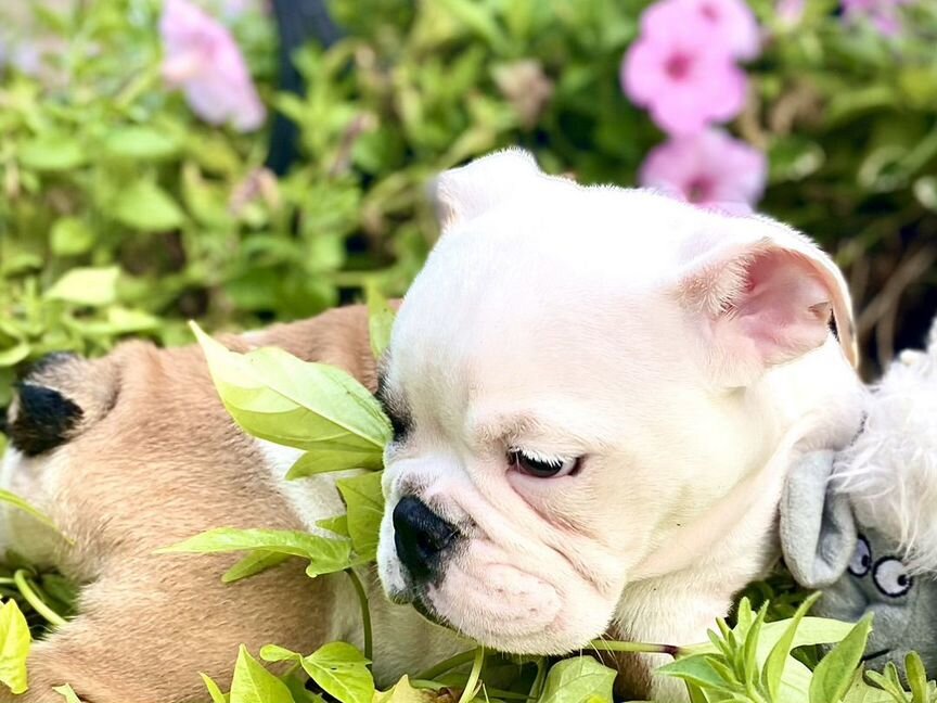 Английские пацаны