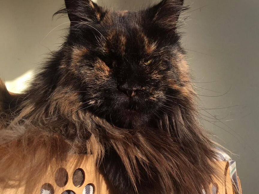 Кошка мейн-кун бесплатно