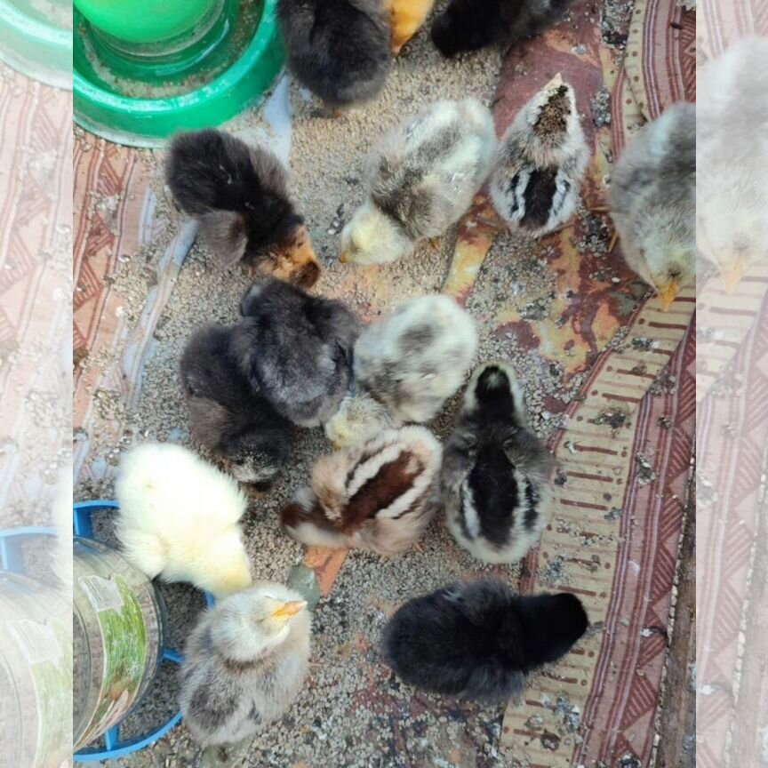 Принимаю заказы на цыплят вывод 22-23 Января