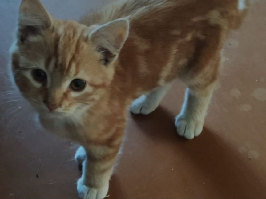 Рыжий друг(котик )
