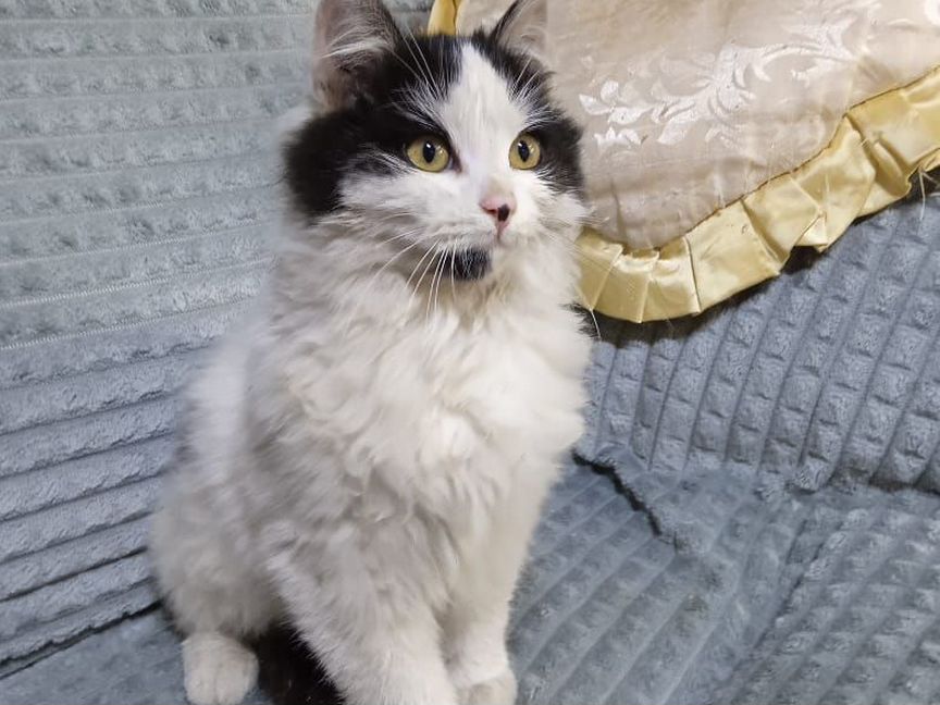 Котенок