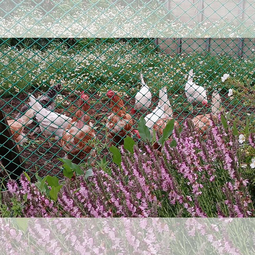 Куры несушки Ломан Браун и Ломан Уайт