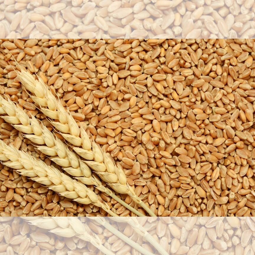 Зерно пшеница 3 класс