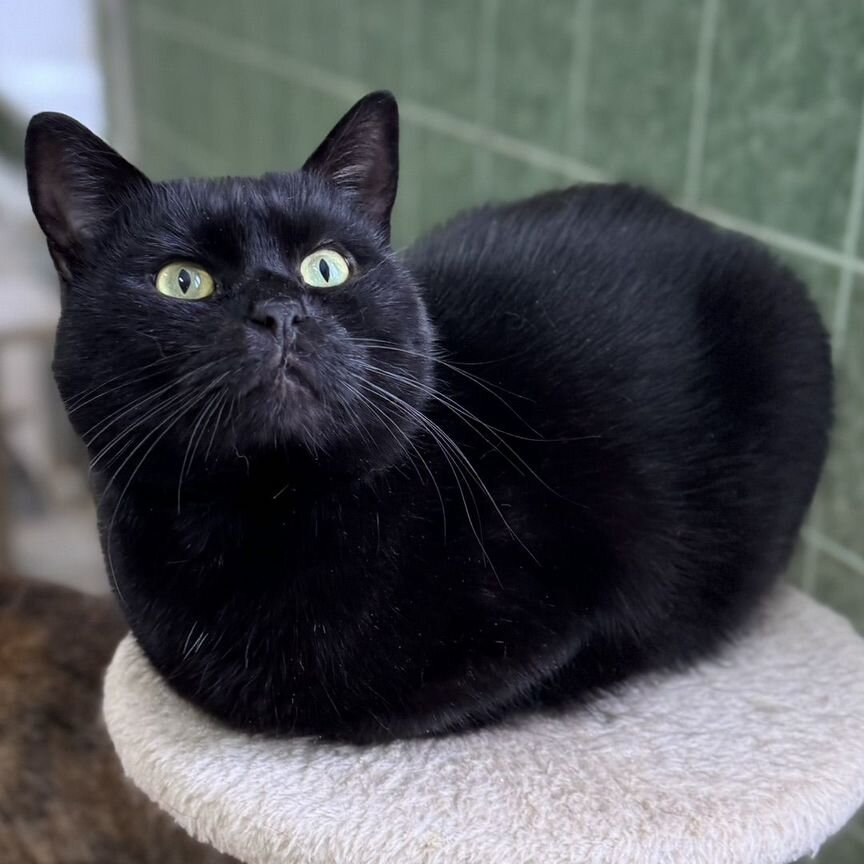 Очень ласковый котик ждат свою семью