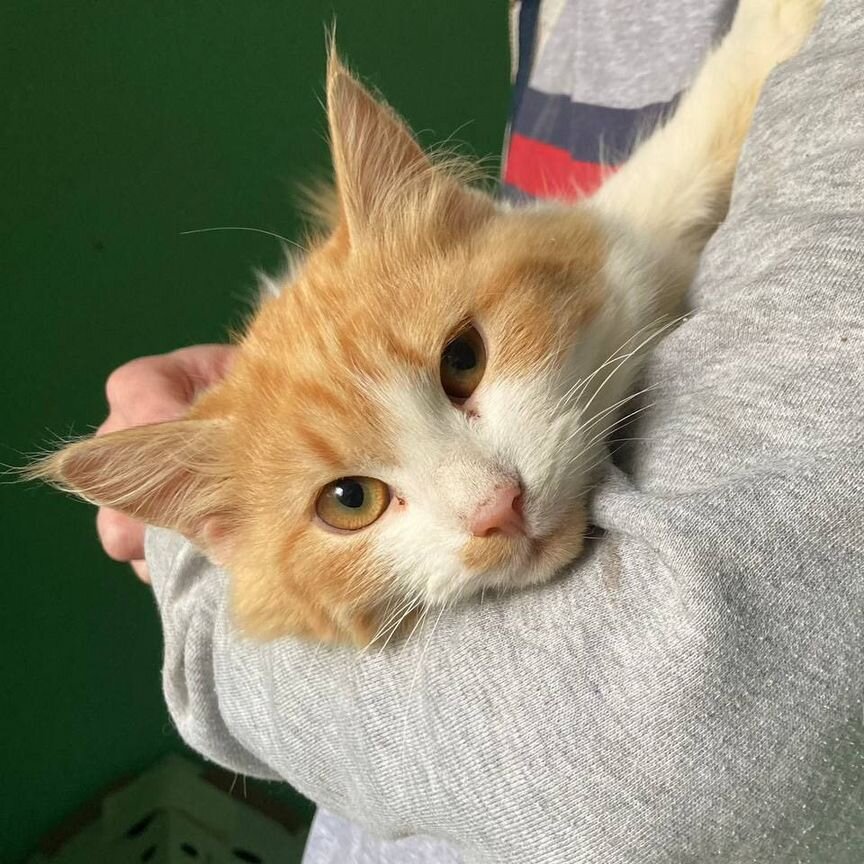 Молоденькая кошечка почти котёнок