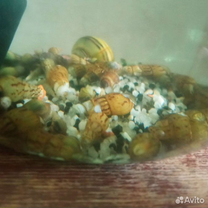 Улитки милании, ампулярия