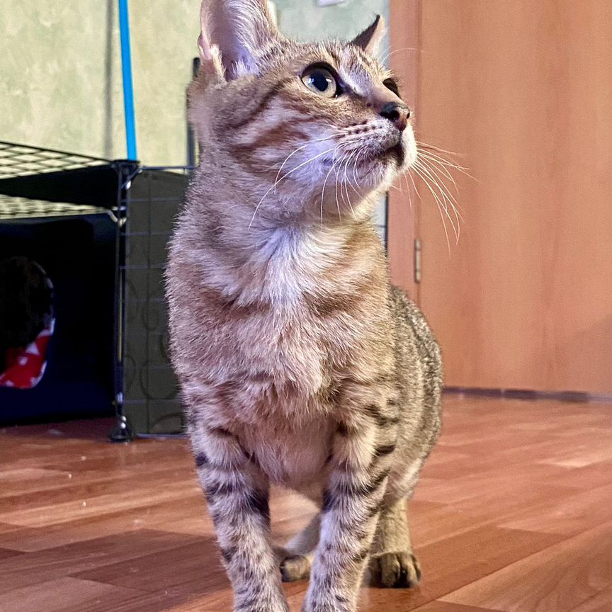 Мурчащий котенок Басик ищет дом бесплатно