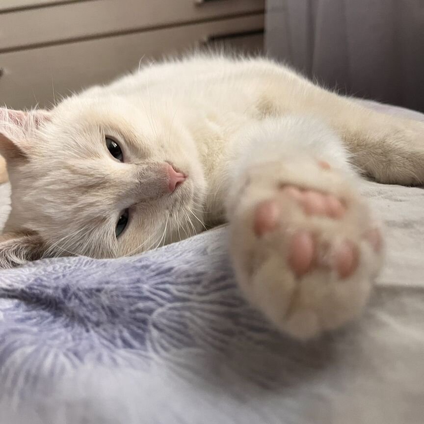 Тайский котенок мальчик