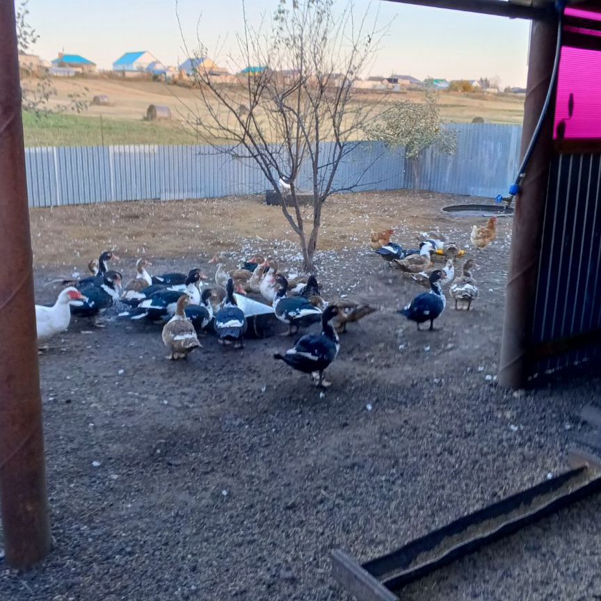 Продаю домашние утки