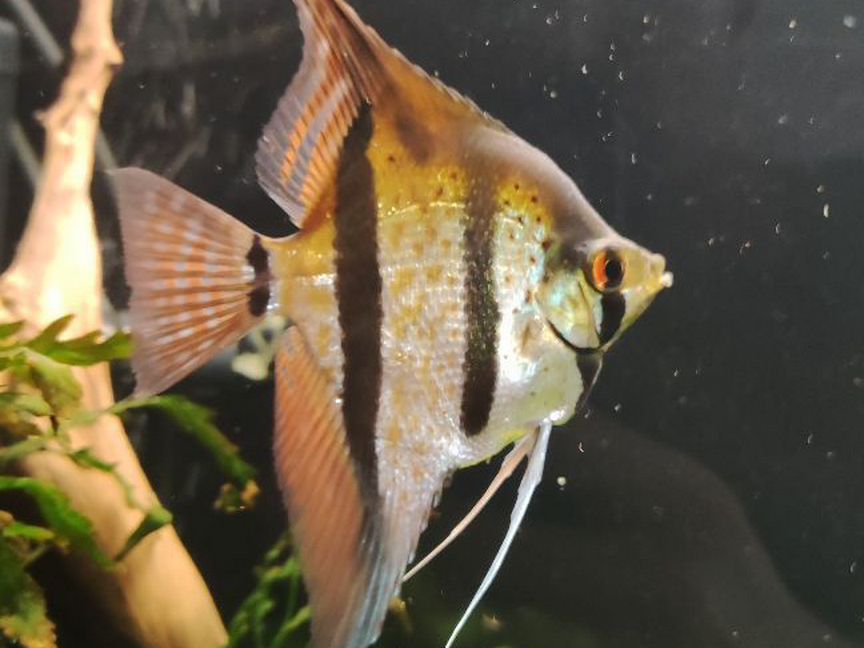 Рыбки, скалярия, рио нанай