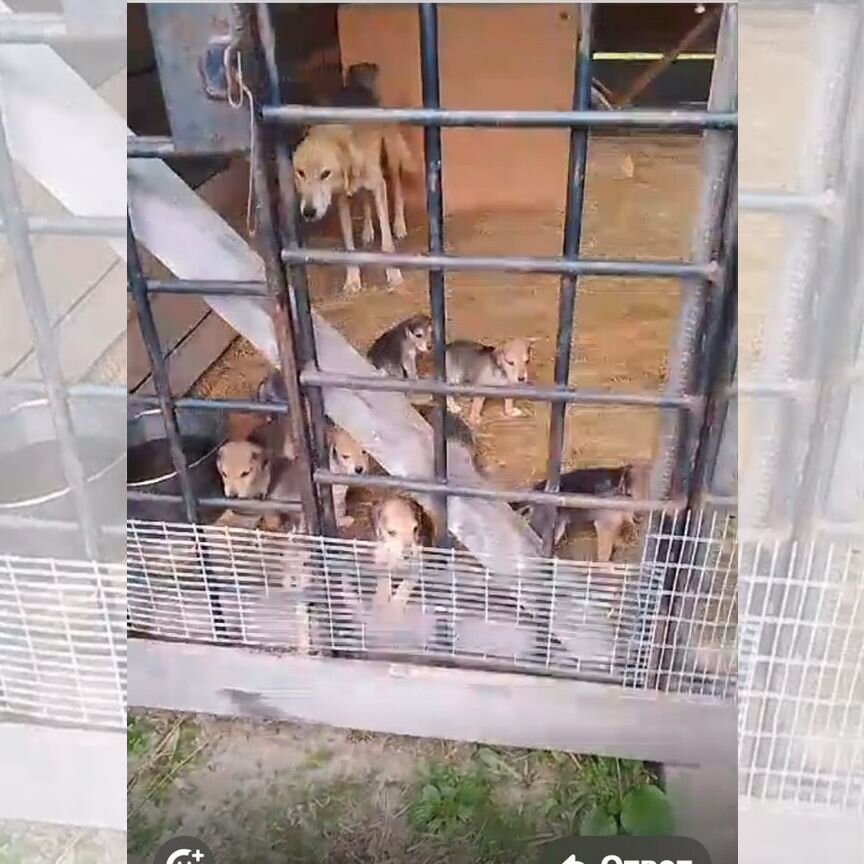 Щенки русской гончей