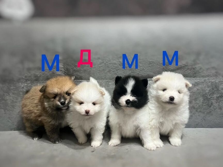 Щенки шпица