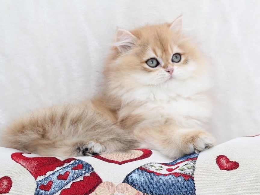 Длинношерстный котенок. Красивый мальчик