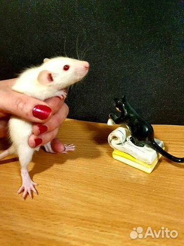 Крыса декоративная